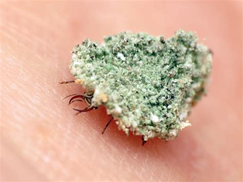 Lacewing Larvae Camouflage Junk Bug Lacewing Larvae