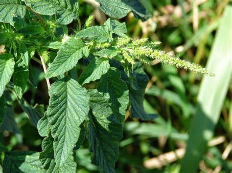 Laman Agro Sains Pertanian Rumput