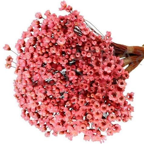 3000 Sempre Viva Florzinha Rosa Forte I Flores Desidratadas Leroy Merlin