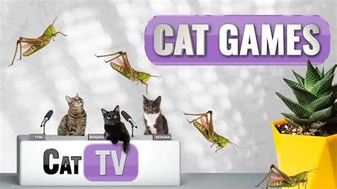 Grasshopper Game For Cats Gary The Grasshopper Hopping Across