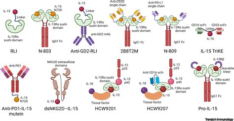 Harnessing Il 15 Signaling To Potentiate Nk Cell Mediated Cancer