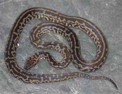 Spotted Python — Molecular Reptile