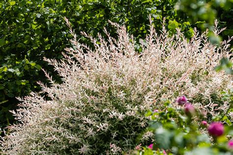 Dappled Willow Salix Integra Hakuro Nishiki 51 Off