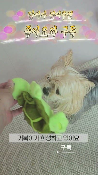 거북이를 괴롭히는 강아지 Shorts Puppy 요크셔테리어 강아지 반려견 Youtube