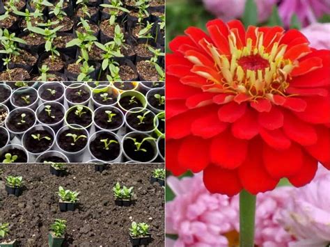 Цинии многолетние 73 фото