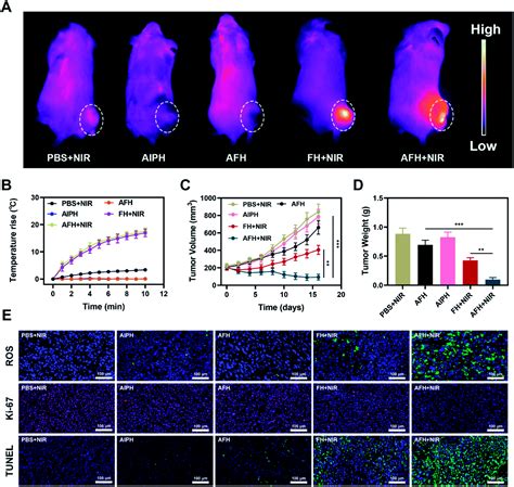 Nanozyme Hydrogel For Enhanced Alkyl Radical Generation And Potent Antitumor Therapy Nanoscale