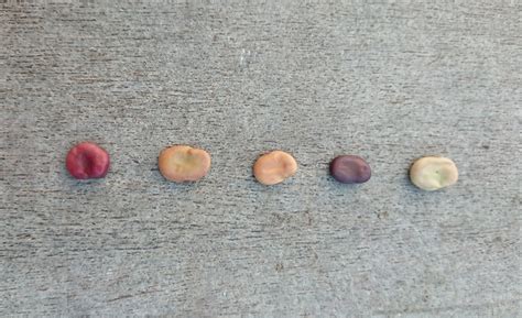 Comparatif 2019 Les Fèves Jardin Dessai Les Tests Comparatifs