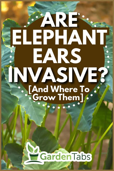 Are Elephant Ears Invasive And Where To Grow Them