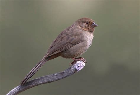California Towhee San Diego Bird Spot