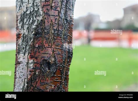 Detail Of A Wet Tree Trunk Stock Photo Alamy