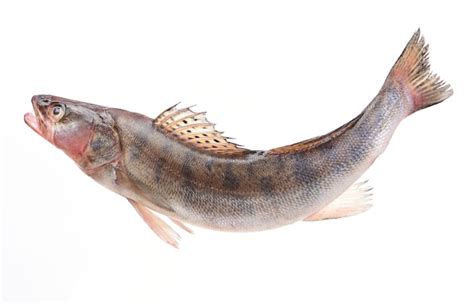 Premium Photo Fish Perch