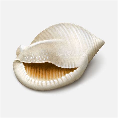 Scotch Bonnet Shell Drawnbydawn