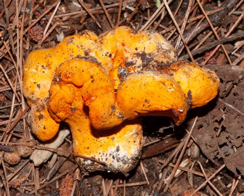 Hypomyces Lactifluorum Lobster Mushroom