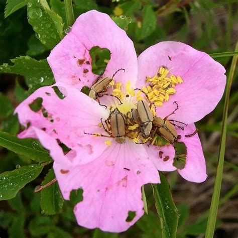Rose Chafer Threat And Prevention Song Of Roses