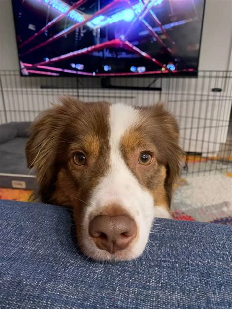 Mom I Like Popsicles Too Scrolller