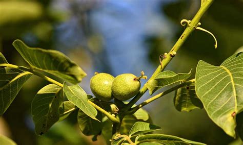 نمک دادن به درخت گردو همه چیز که باید بدانید