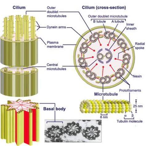 Natalies Science Blog Epithelia Tissue And Growth Disorders