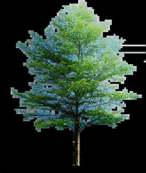 小叶榄仁 花瓣网