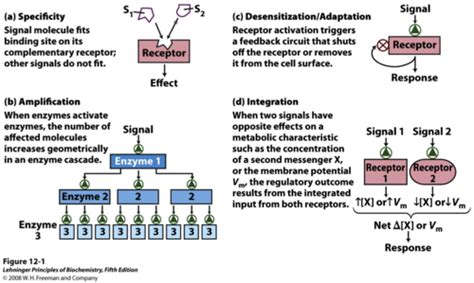 Lecture 12 Signal Transduction Part 1 Flashcards Quizlet