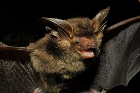Missing For 100 Years Scientists Rediscover Strange Big Eared Brown Bat