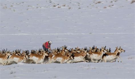 Wyoming Collars More Pronghorns To Improve Data On Migration Movements Outdoors