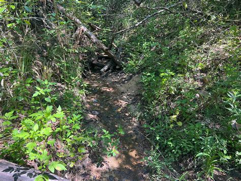 Angus Gholson Nature Park Florida Hikes