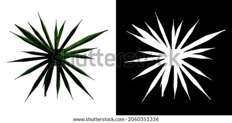 Top View Plant Pot Pandanus Amaryllifolius Stock Illustration