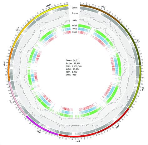 Genome Wide Distribution Of Probes And Sequence Variants Along Download Scientific Diagram