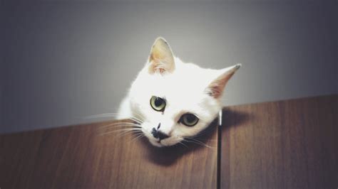 一問一答【ケアマネ試験対策】 猫とケアマネ