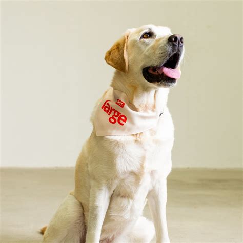 Choose Profile Step 1 Fetchit