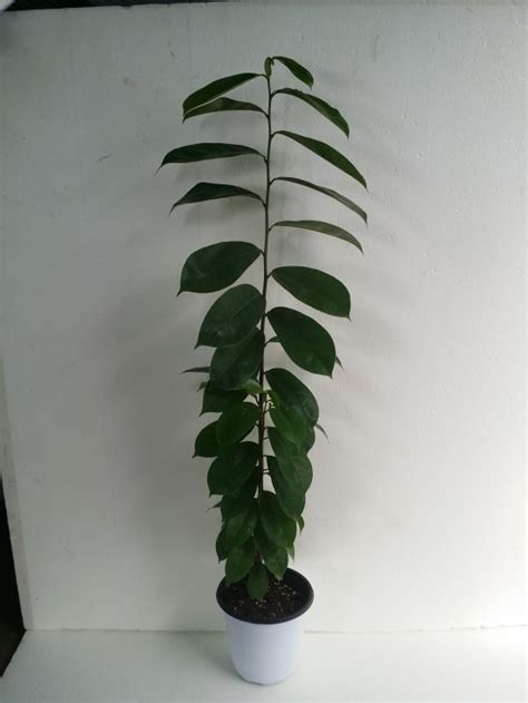 그라비올라 묘목 재배 관리요령 네이버 블로그