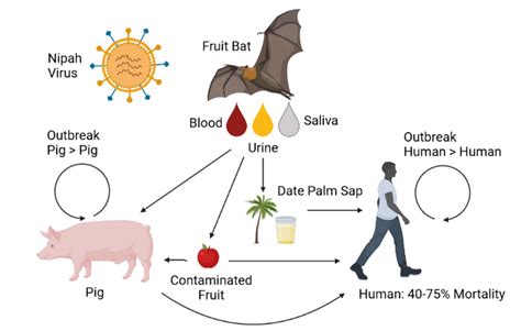 Nipah Virus Understanding The Enigmatic Menace The Sri Lankan Scientist