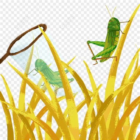 메뚜기 Png 일러스트 무료 다운로드 Lovepik