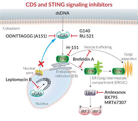 Cytosolic Dsdna Sensor Cds Inhibition Invivogen