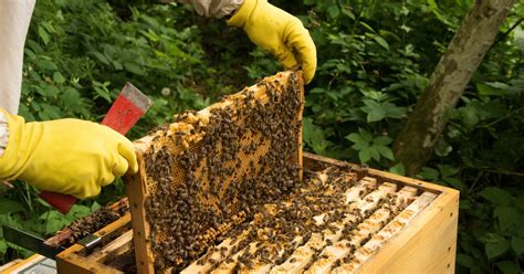 Fun Facts About Bees That Will Blow Your Mind Jungle House