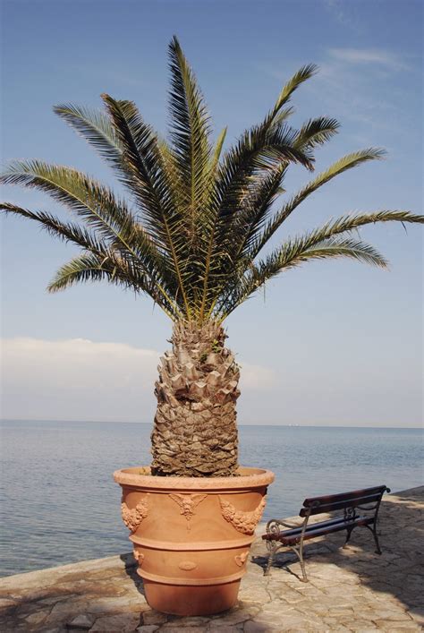 Do Potted Palms Need Sun At Grady Naylor Blog