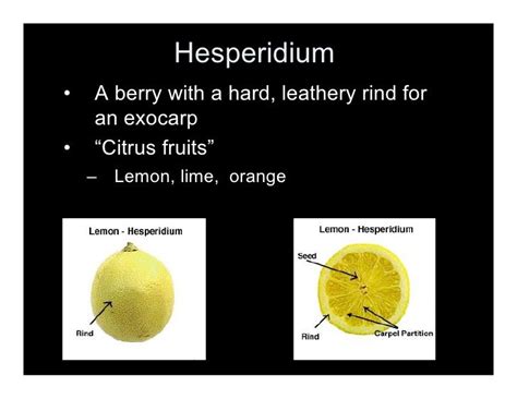 A Look At Fruit Types