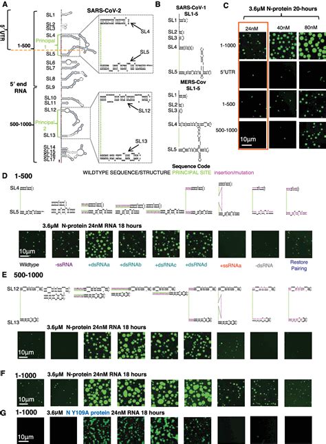 Figure 1 From Double Stranded Rna Drives Sars Cov 2 Nucleocapsid
