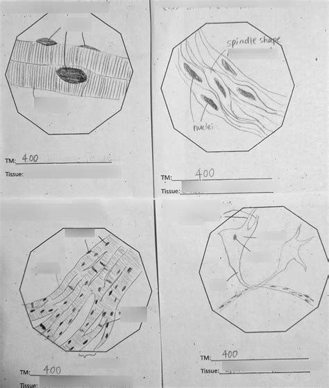 Muscle Tissues Nervous Tissue Diagram Quizlet