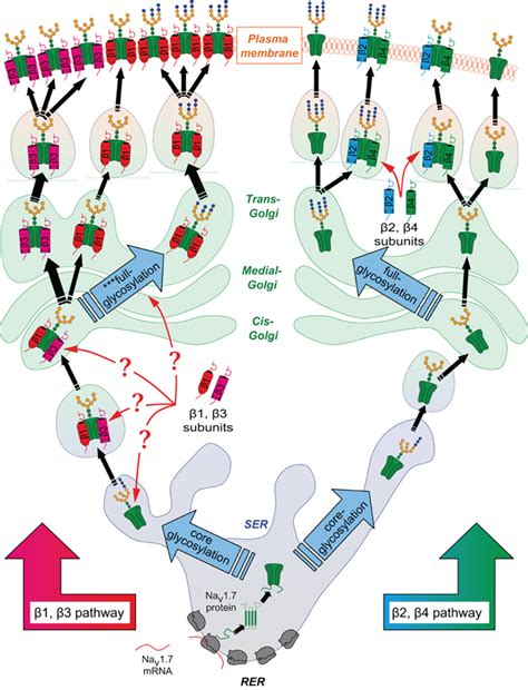 Proposed Scheme Of The Different Intracellular Pathways Of α Subunits