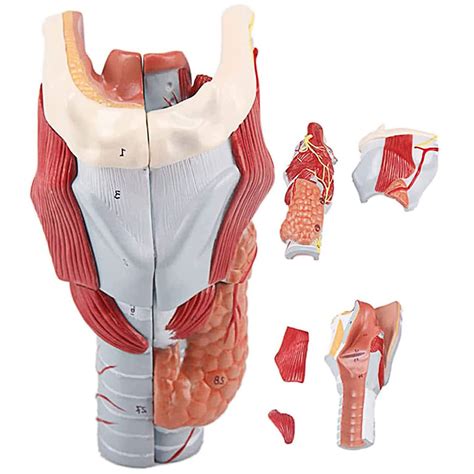 Amhuui Human Larynx Model Larynx Structure And Function Magnifying