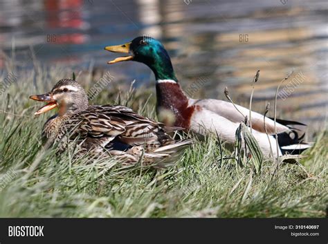 Motion Sensor Quacking Duck At Willie Liggins Blog