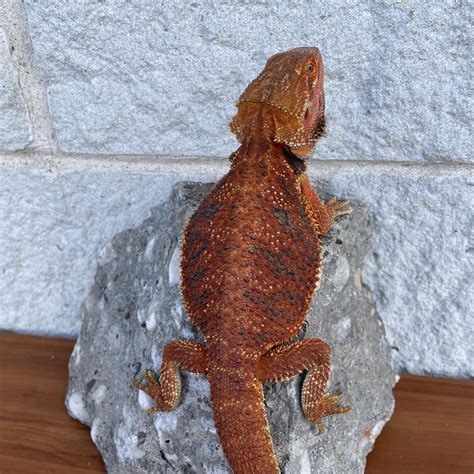 Reptiles Reptile Deli Inc