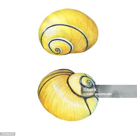 바다 조개의 삽화입니다 해양 디자인입니다 핸드는 흰색 바탕에 수채화 그림을 그려 개체 그룹에 대한 스톡 벡터 아트 및 기타 이미지 개체 그룹 구도 굴 Istock