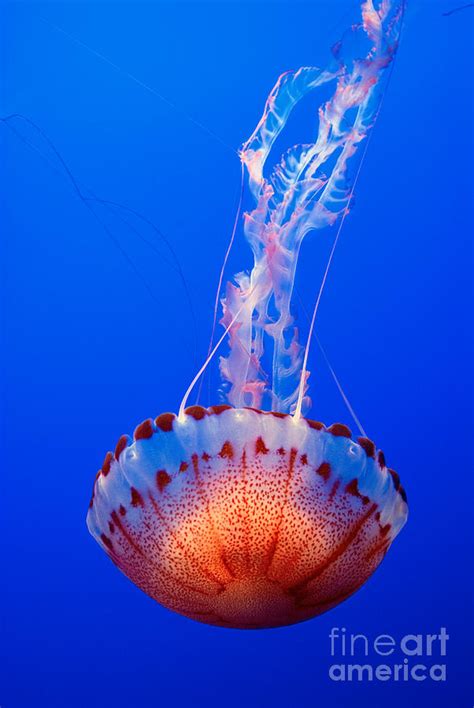 Atlantic Sea Nettle Jellyfish