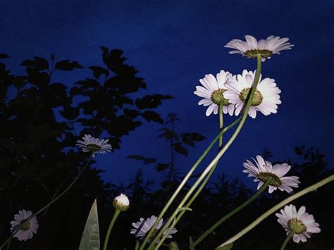 Create Meme Daisy The Nature Of Chamomile Daisies Summer