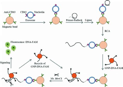 Schematic Illustration For The Detection Of Exosomes Based On The Dual