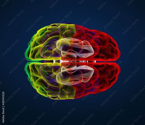 Human Brain In X Ray Top View Stock Illustration Adobe Stock