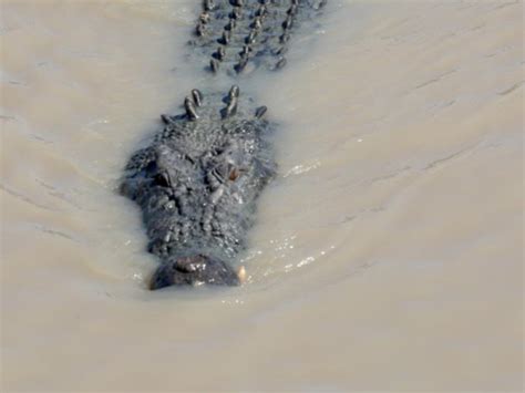Croc Attacks Two Men The Crocodile Chronicles Australia