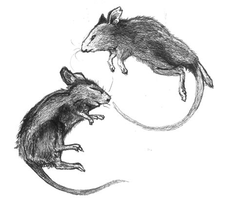Dead Mouse Drawing At Explore Collection Of Dead